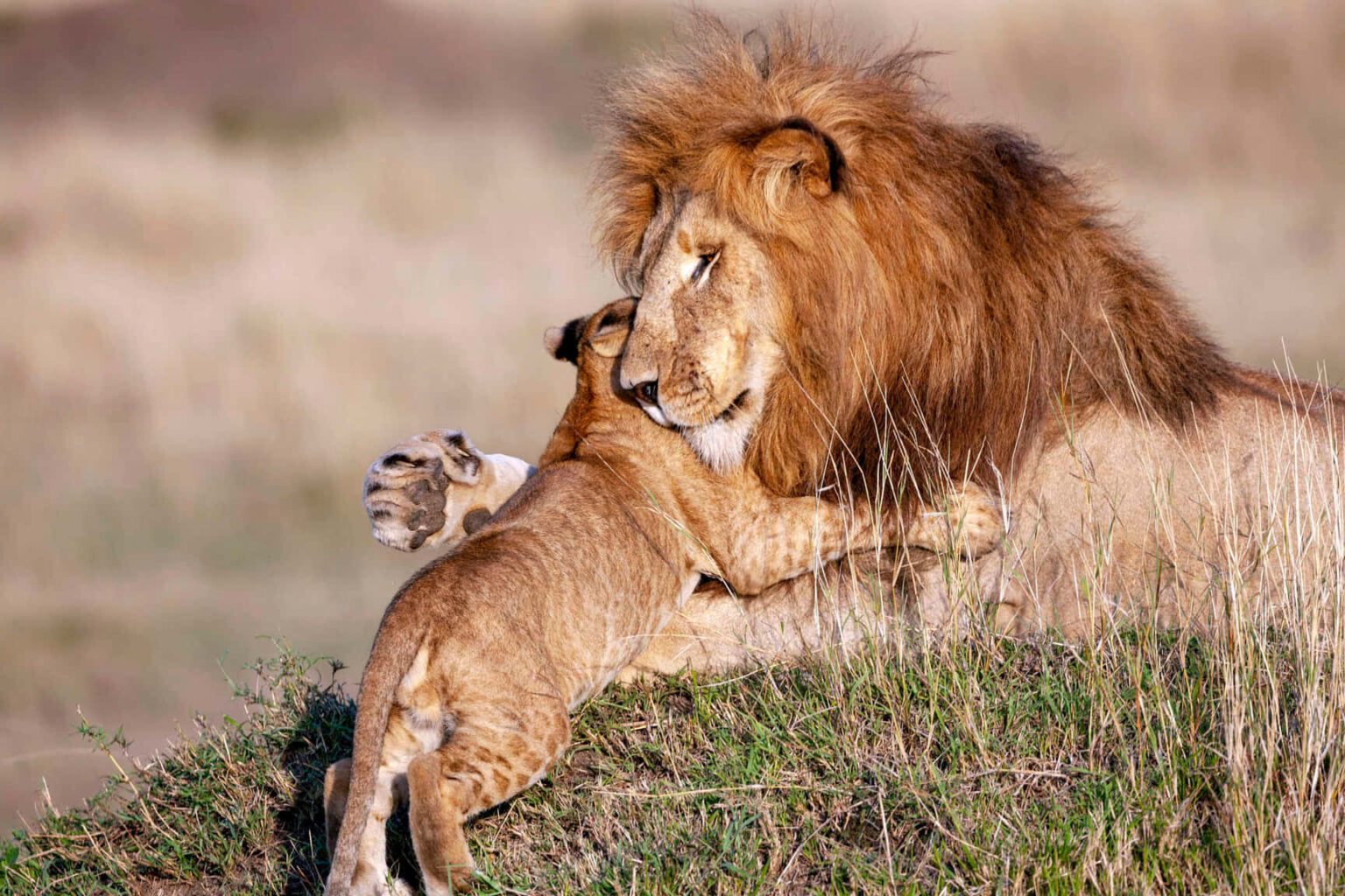 Encuentra aquí un emocionante cuento corto del Rey León para niños