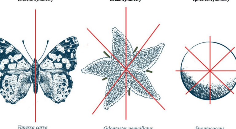 Figuras geométricas con ejes de simetría: descubre cuáles son